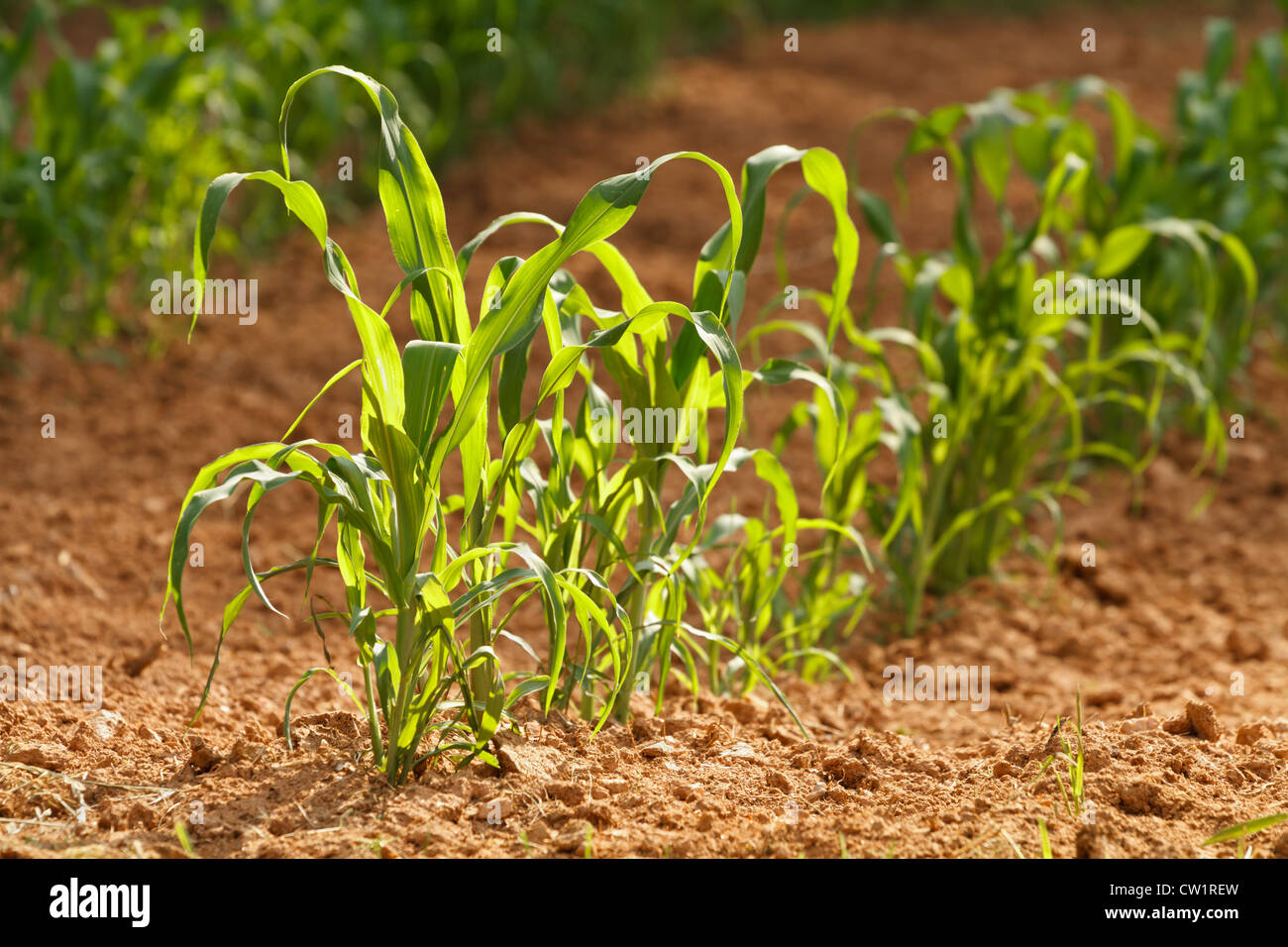 Young corn plants hi-res stock photography and images - Alamy