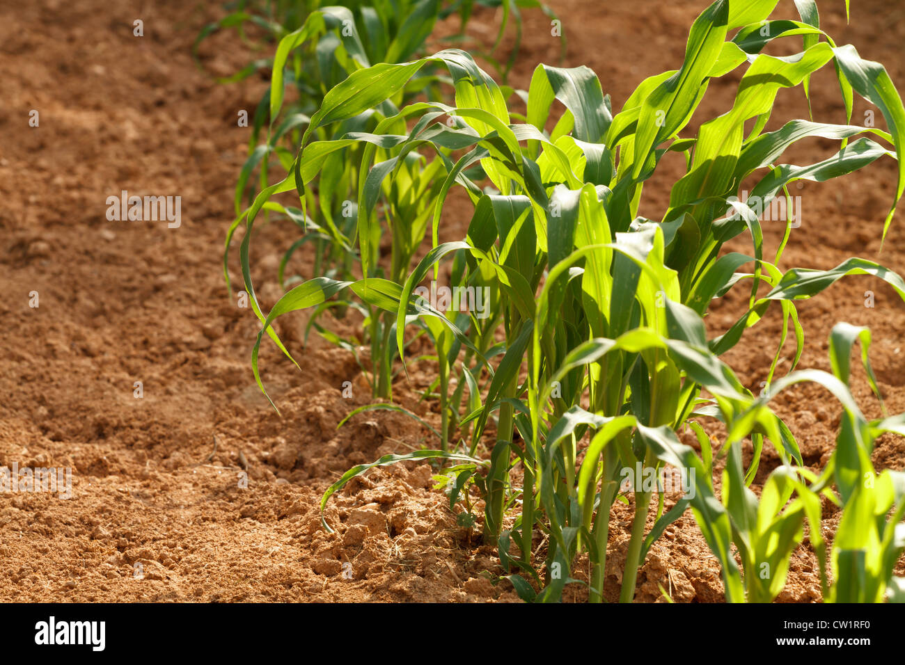 Depth of field shot hi-res stock photography and images - Alamy