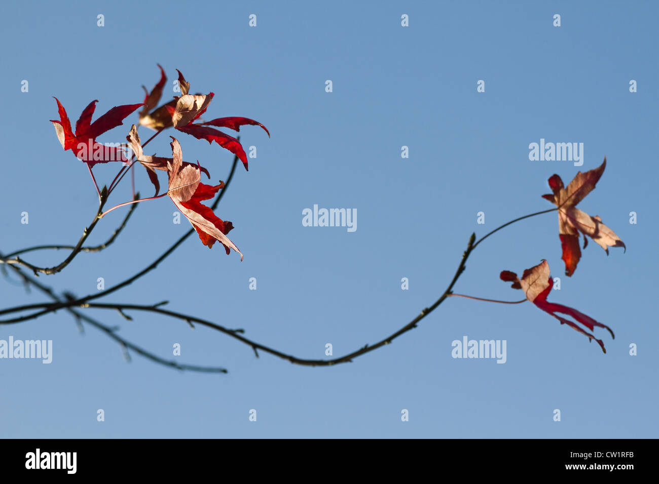 Last red leaves on a tree in autumn dancing in the wind Stock Photo - Alamy