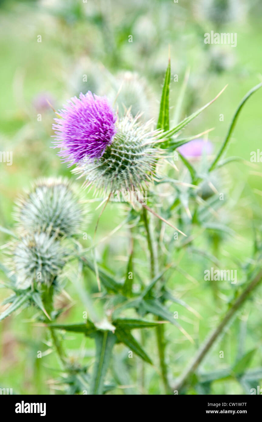 Scottish thistles hi-res stock photography and images - Alamy
