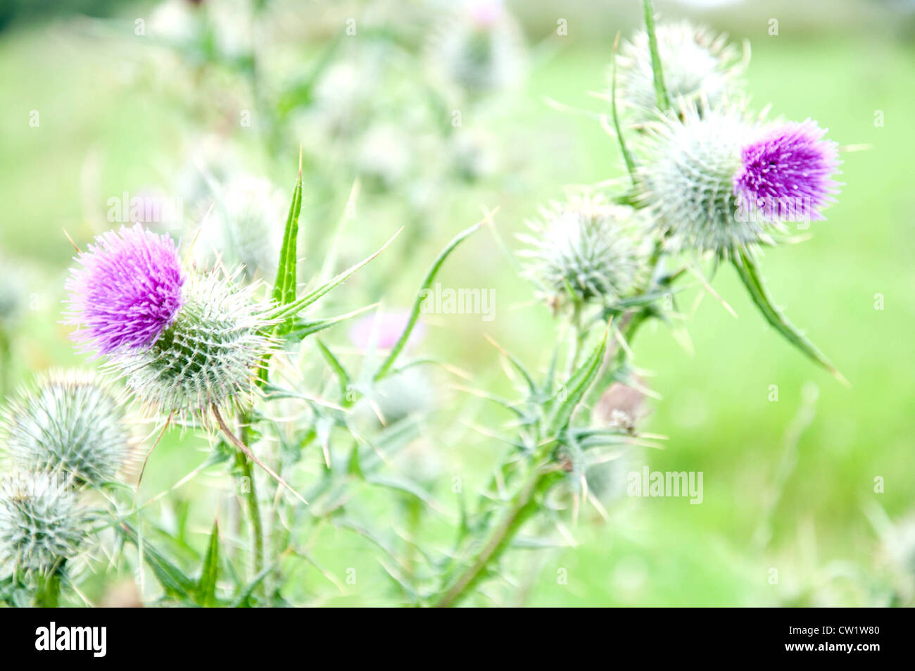 Scottish thistles hi-res stock photography and images - Alamy