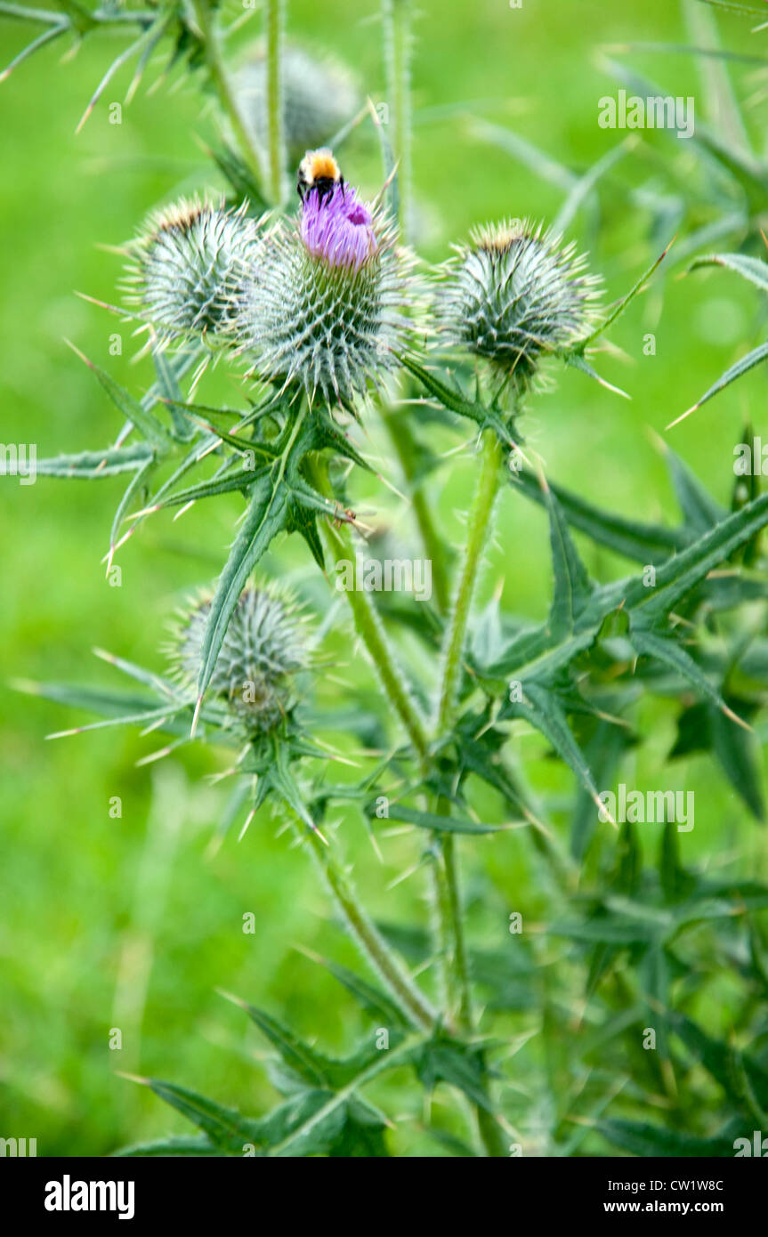 Scottish thistles hi-res stock photography and images - Alamy