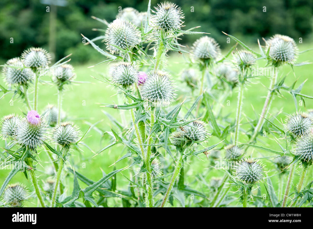 Scottish thistles hi-res stock photography and images - Alamy