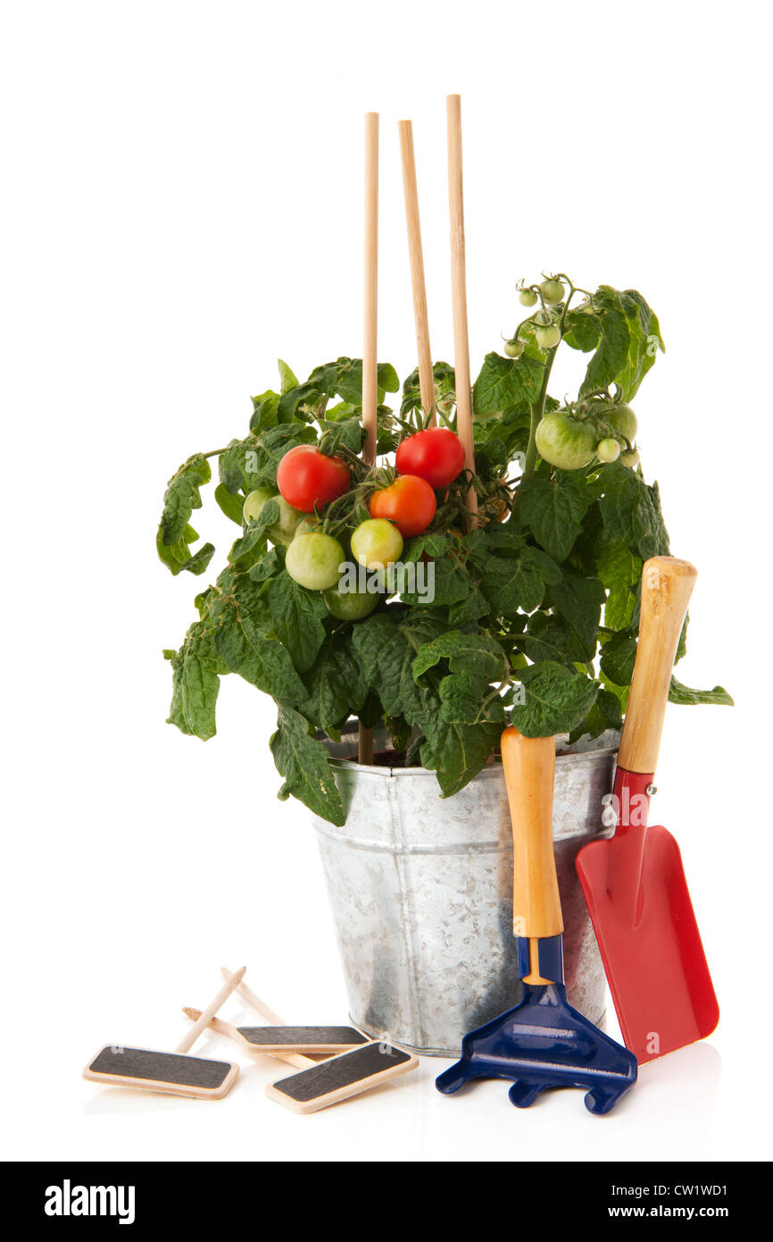 Growing tomatoes Cut Out Stock Images & Pictures - Alamy