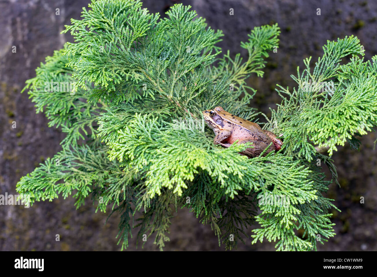 Oregon frog hi-res stock photography and images - Alamy