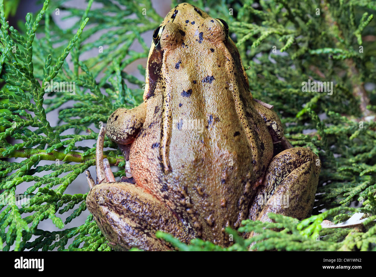 Macro frog hi-res stock photography and images - Alamy