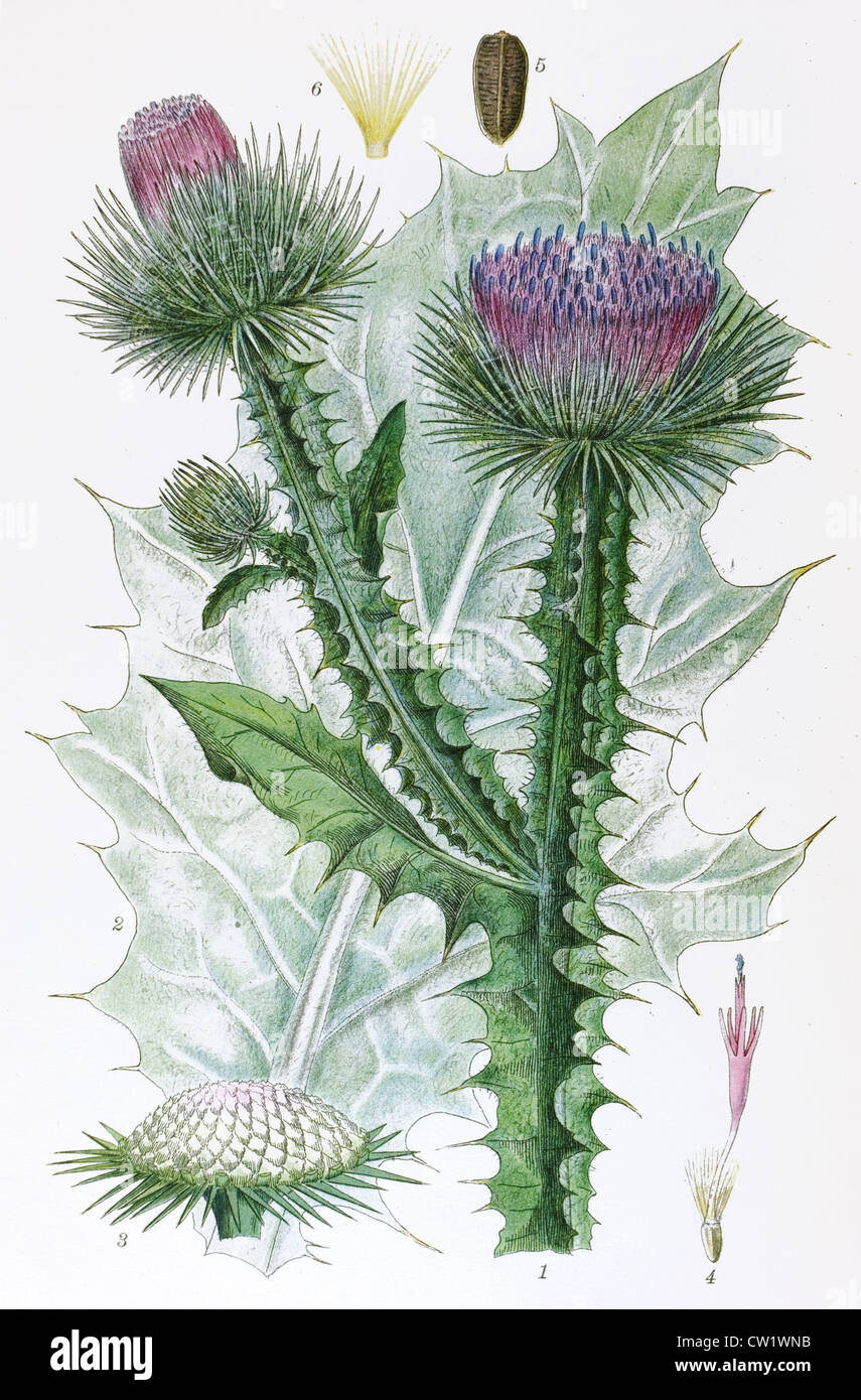 Cramp thistle hi-res stock photography and images - Alamy
