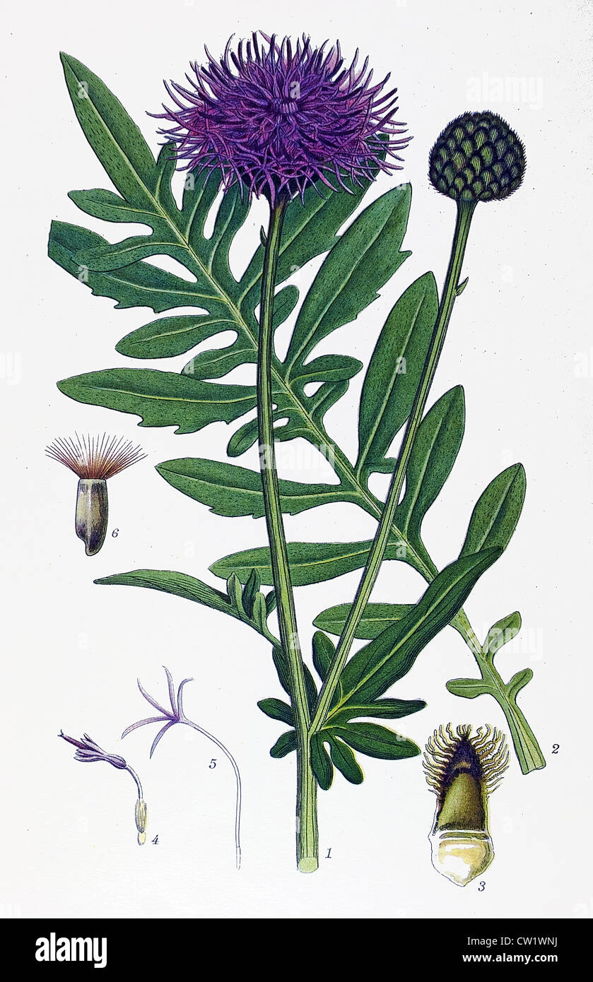 The Greater Knapweed Stock Photo - Alamy