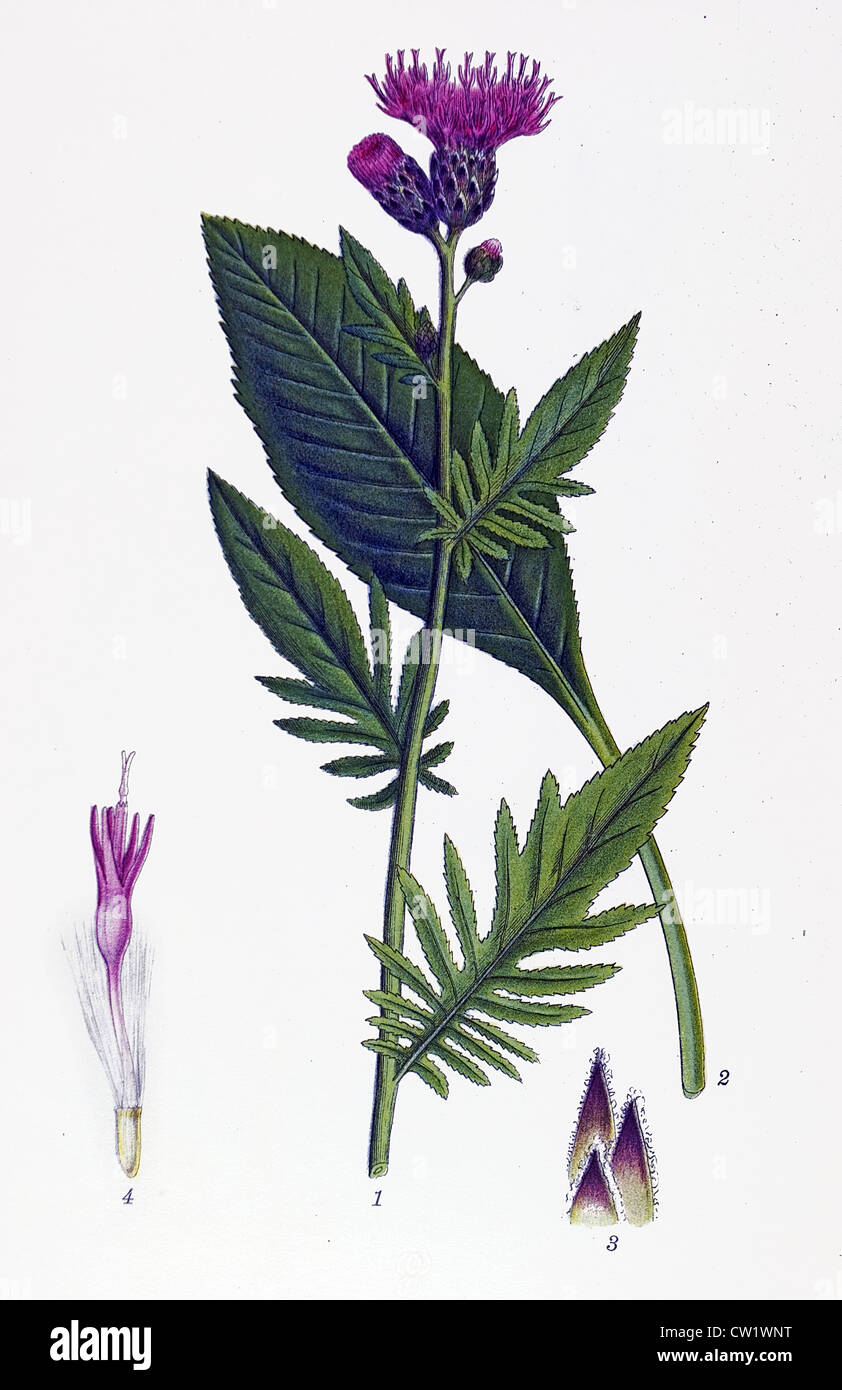 The notch hi-res stock photography and images - Alamy