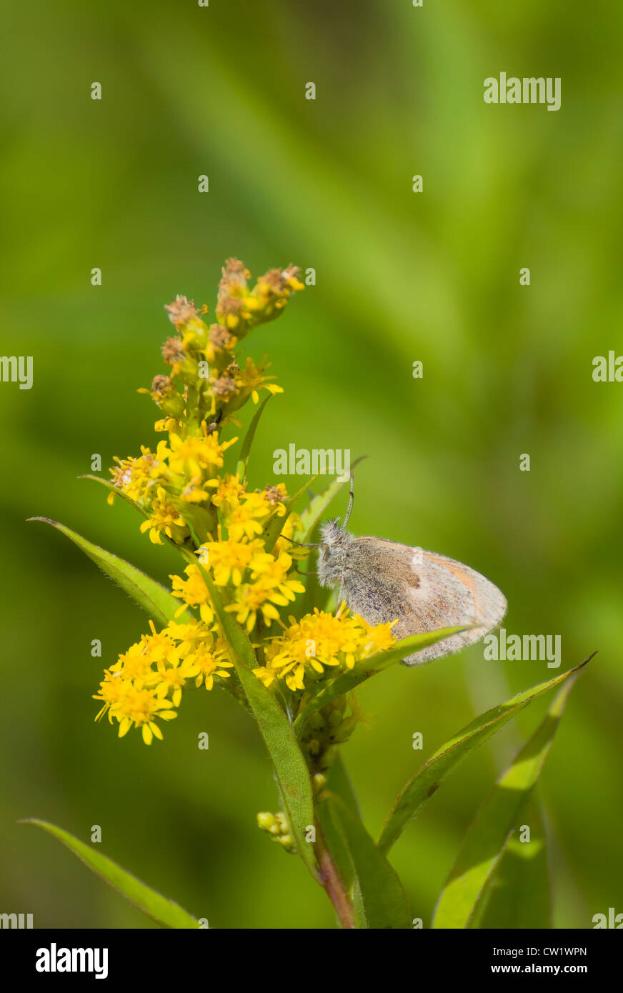 Beautiful maniola jurtina butterfly hi-res stock photography and images ...