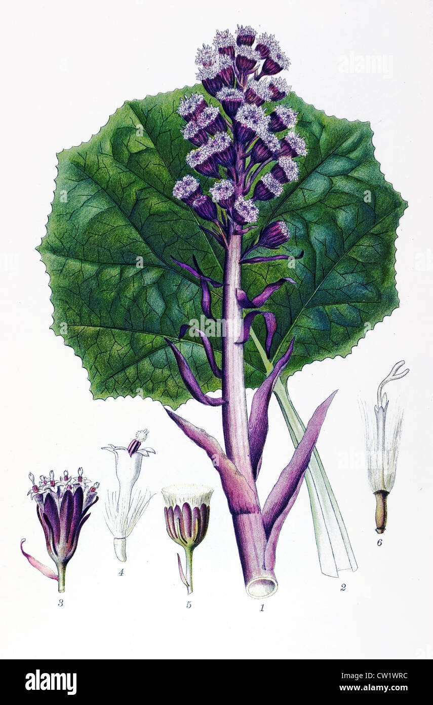 Petasites ovatus hi-res stock photography and images - Alamy