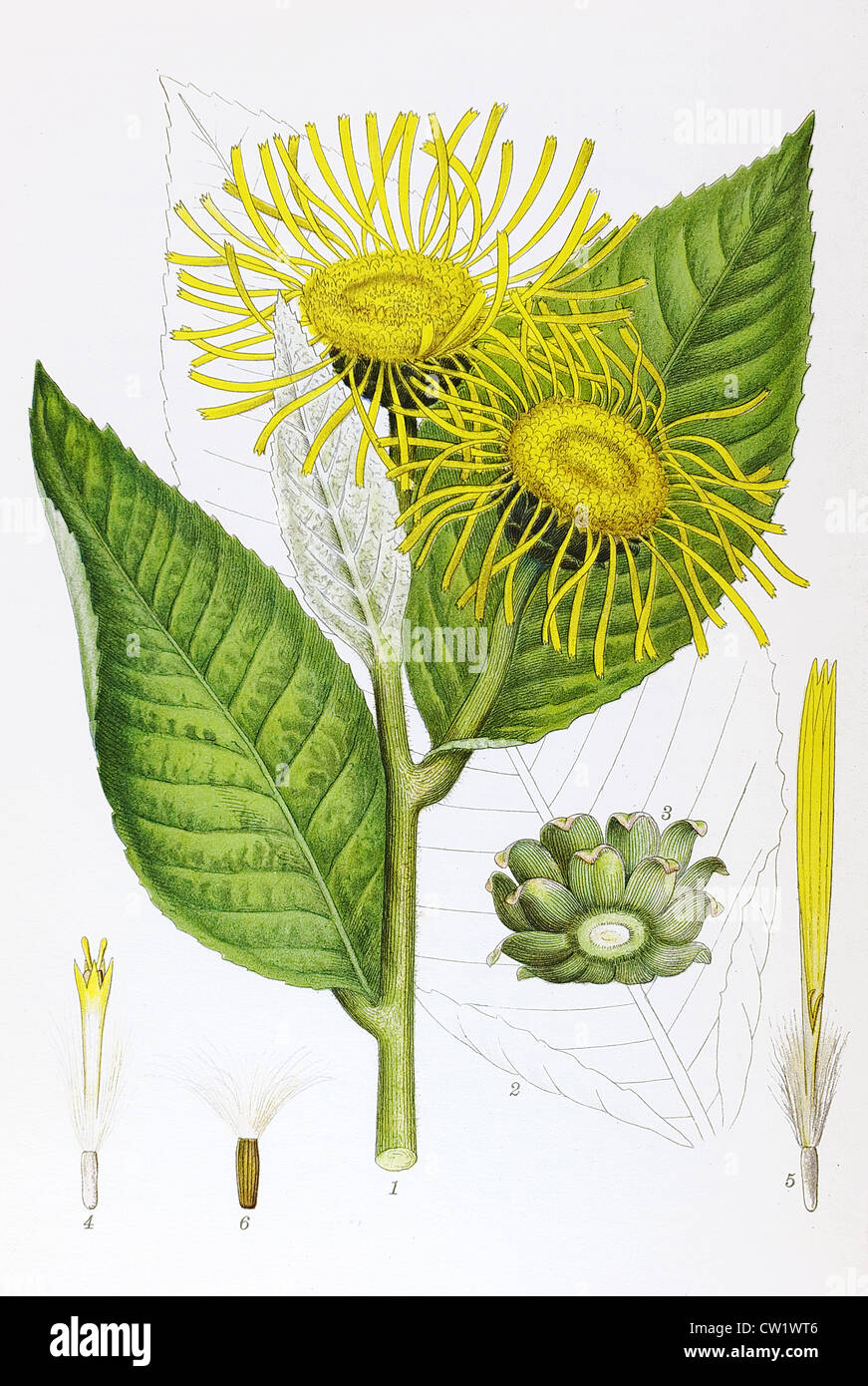 Inula helenium botanical illustration hi-res stock photography and ...