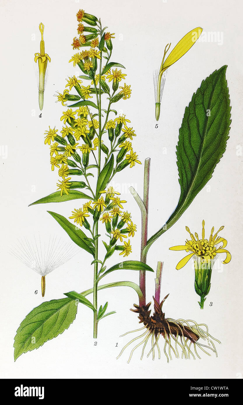 Common goldenrod or real goldenrod solidago virgaurea hi-res stock ...