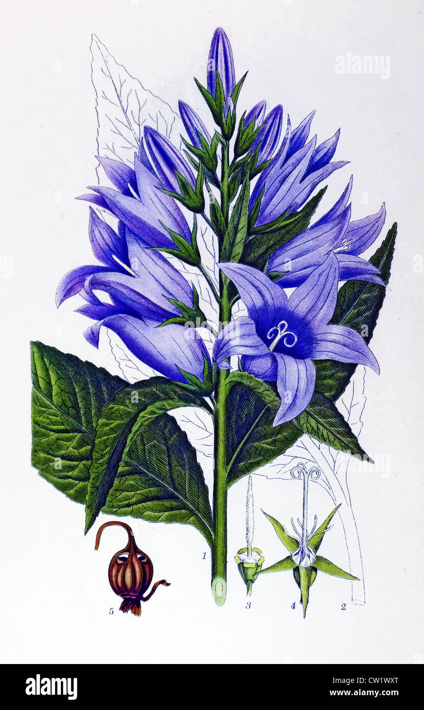 The broad leaved bellflower campanula latifolia hi-res stock ...