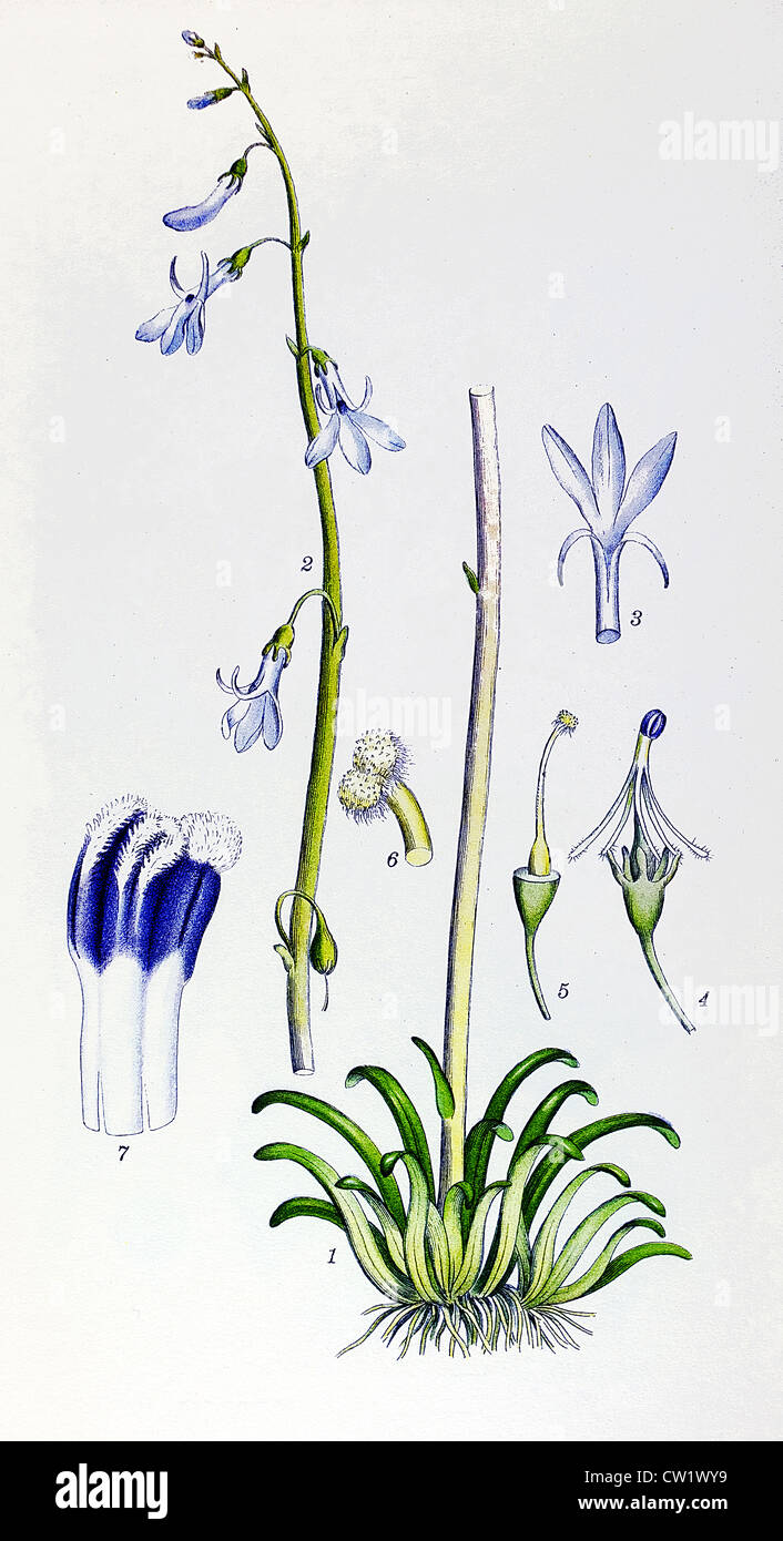 Water lobelia hi-res stock photography and images - Alamy