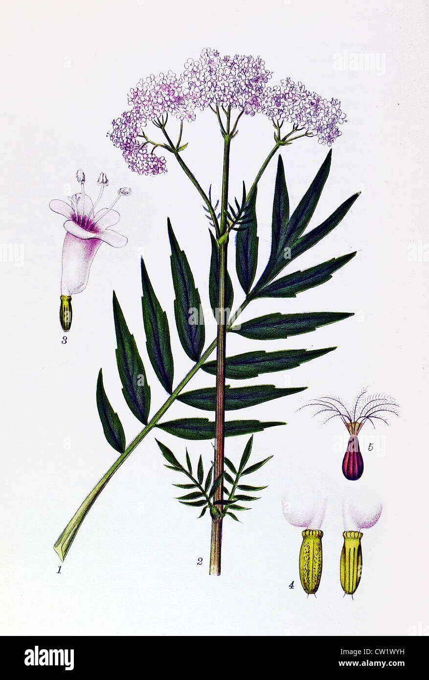 Illustration plant valerian valeriana officinalis hi-res stock ...
