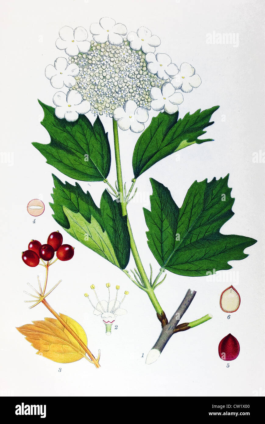 Common snowball illustration hi-res stock photography and images - Alamy