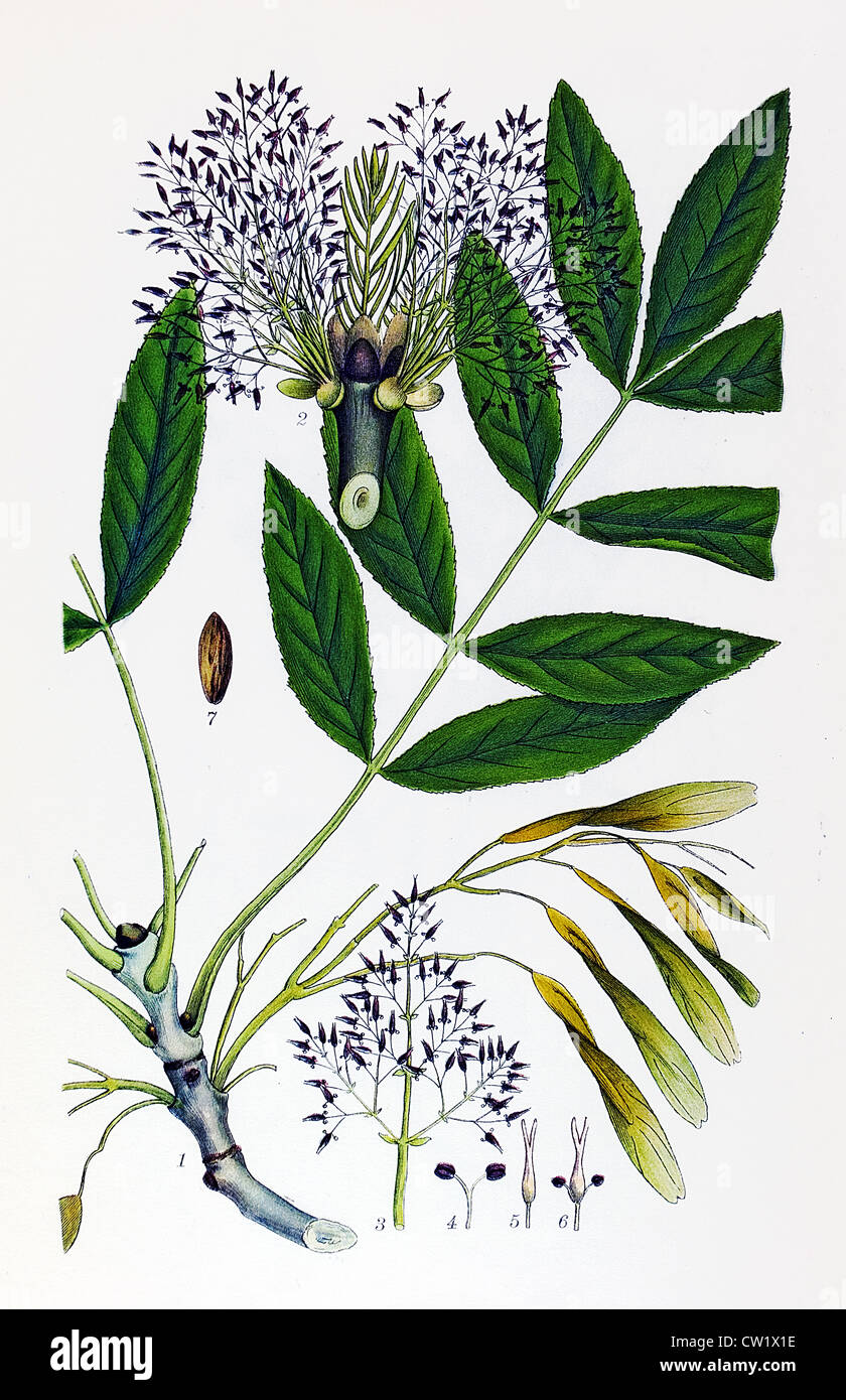 Ash historical hi-res stock photography and images - Alamy