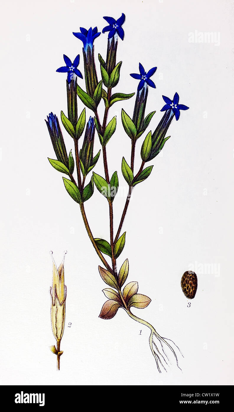 Gentiana flower illustration hi-res stock photography and images - Alamy