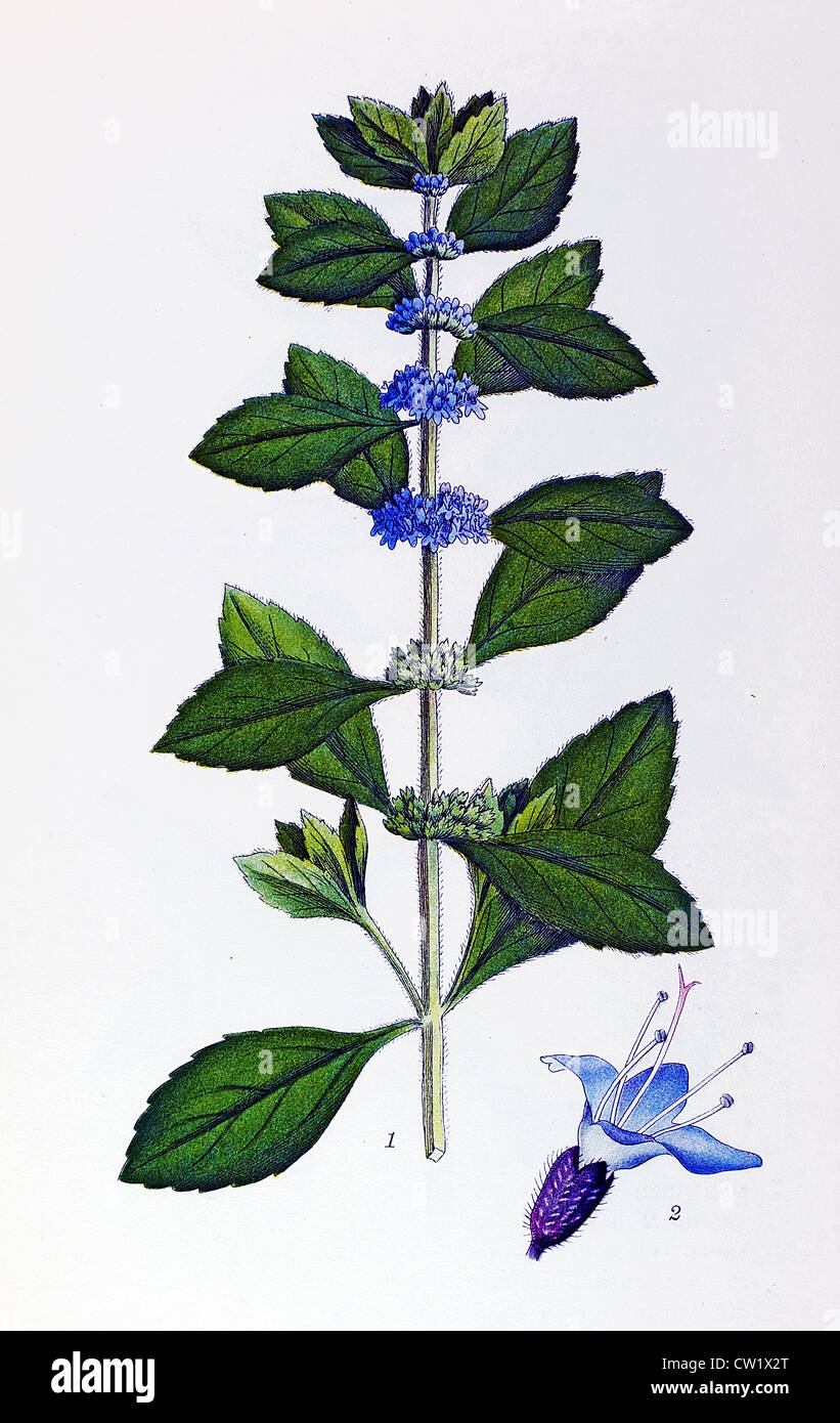 Field mint mentha arvensis hi-res stock photography and images - Alamy