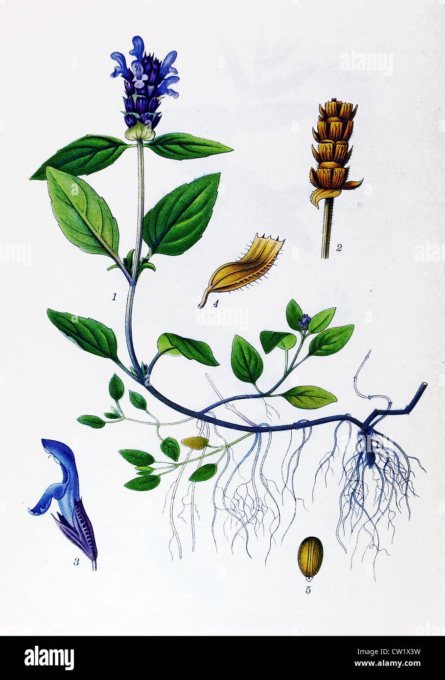 Prunella vulgaris illustration Cut Out Stock Images & Pictures - Alamy