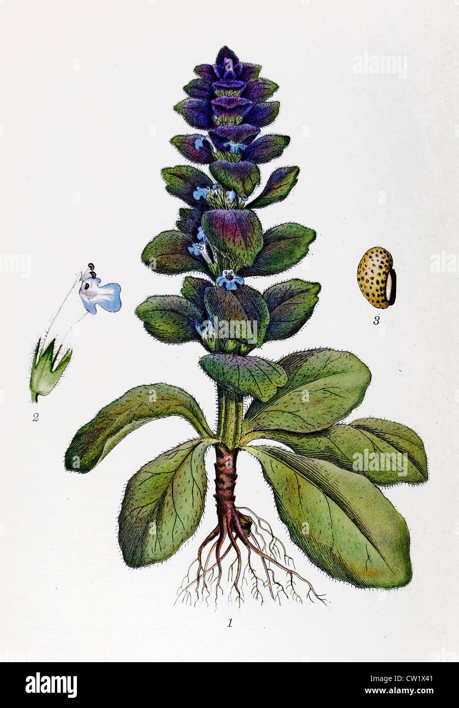 The pyramid bugle ajuga pyramidalis hi-res stock photography and images ...