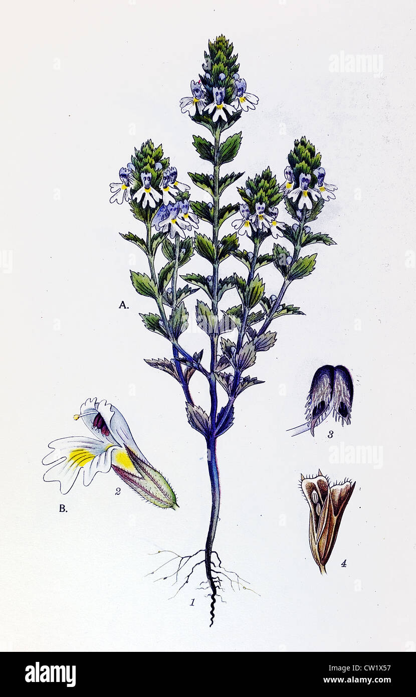 Eyebright botanical illustration hi-res stock photography and images ...