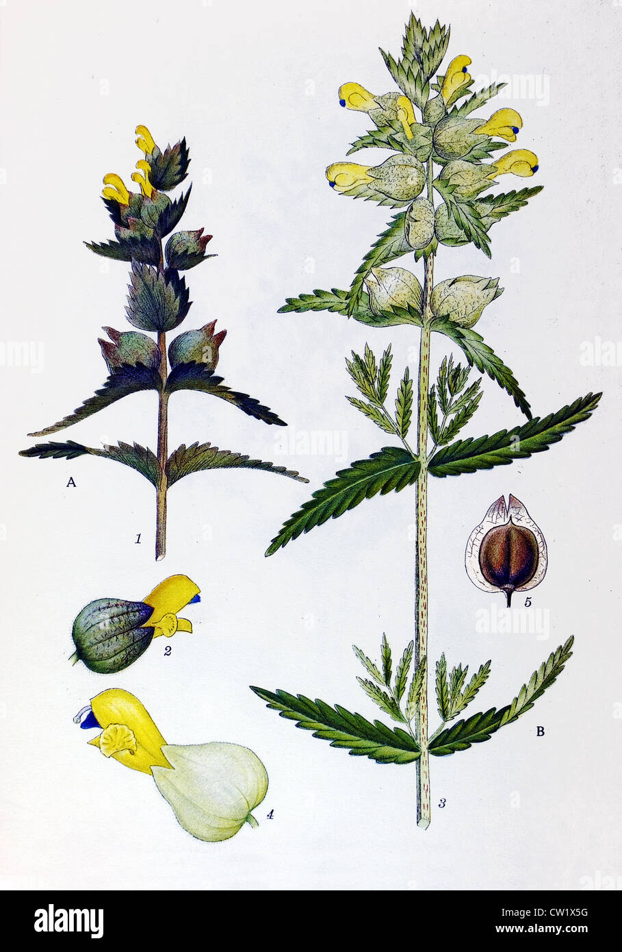 The Greater Yellow Rattle Stock Photo - Alamy