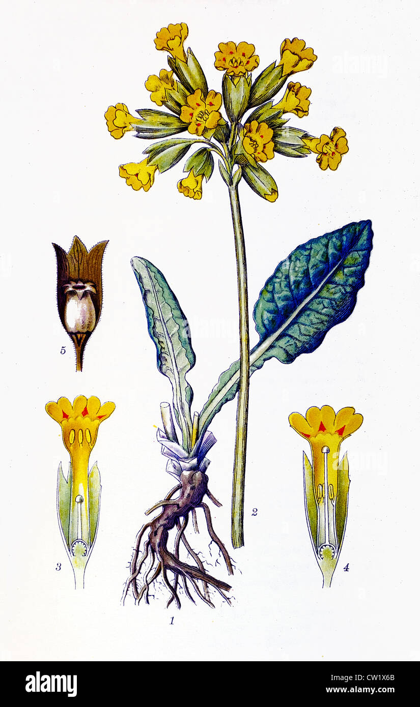 Cowslip illustration hi-res stock photography and images - Alamy