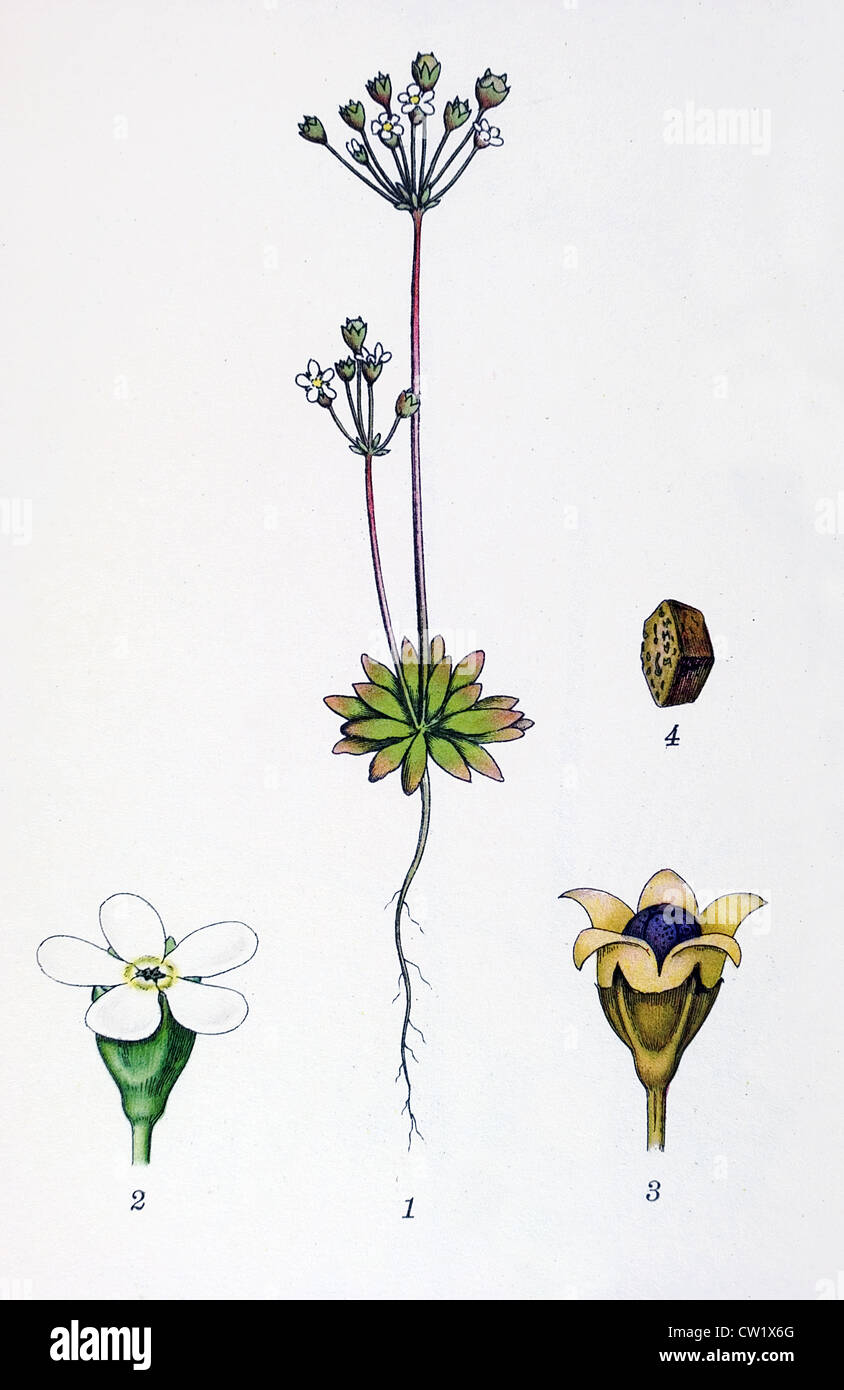 Androsace illustration hi-res stock photography and images - Alamy