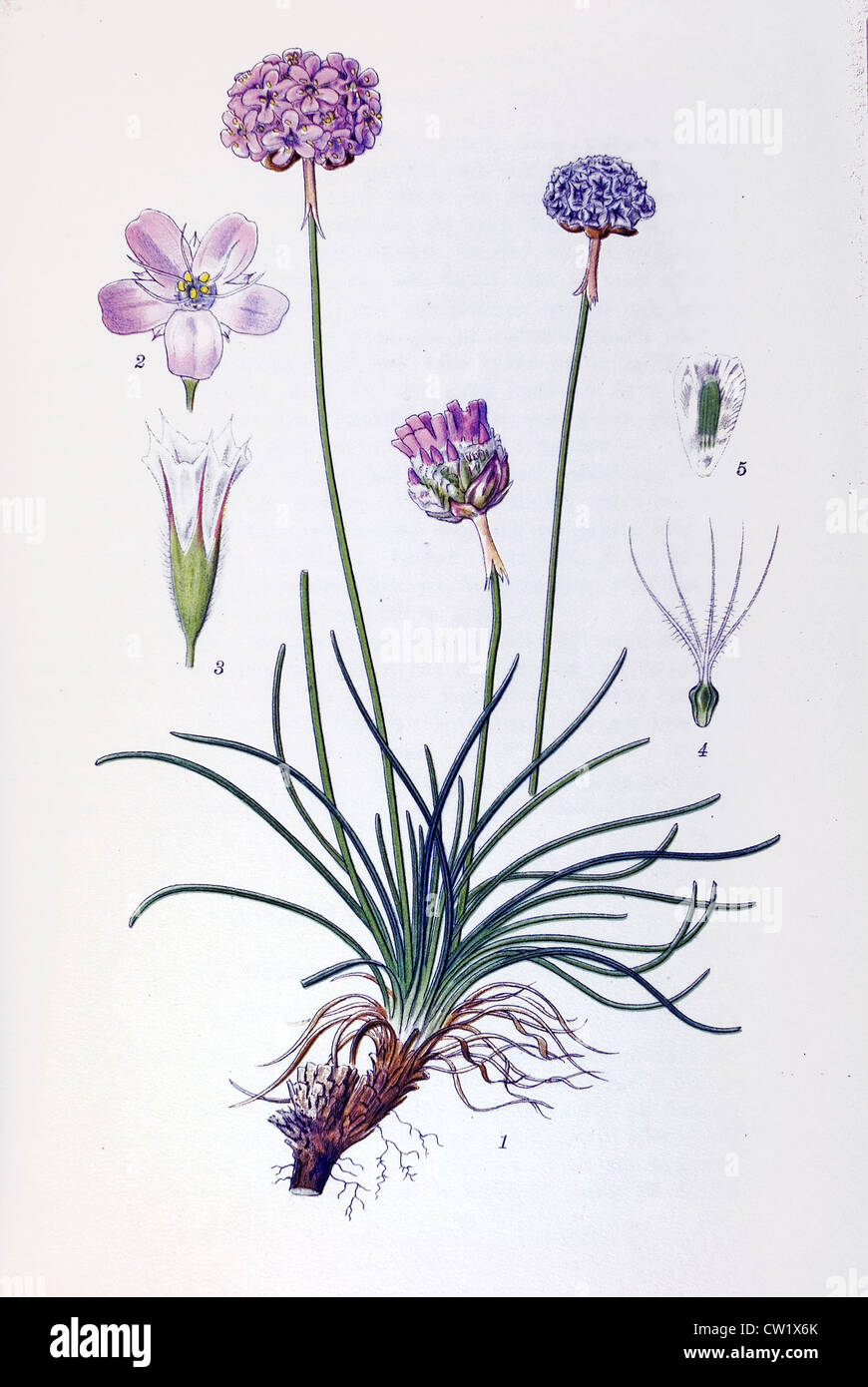 Calamine plants hi-res stock photography and images - Alamy