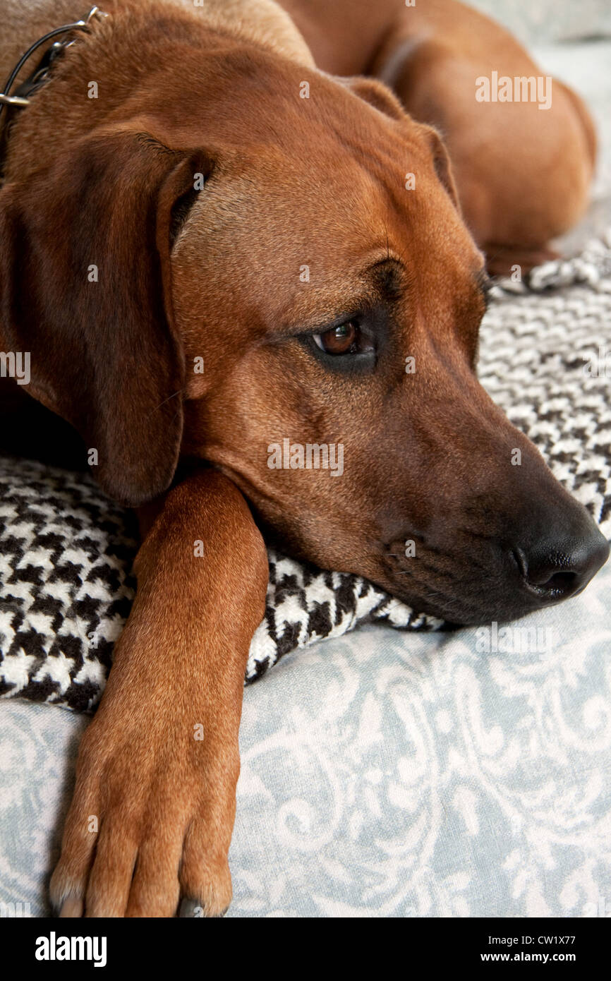 Rhodesian ridgeback dog Stock Photo - Alamy