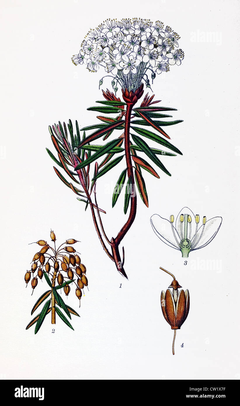 The marsh tea Stock Photo - Alamy