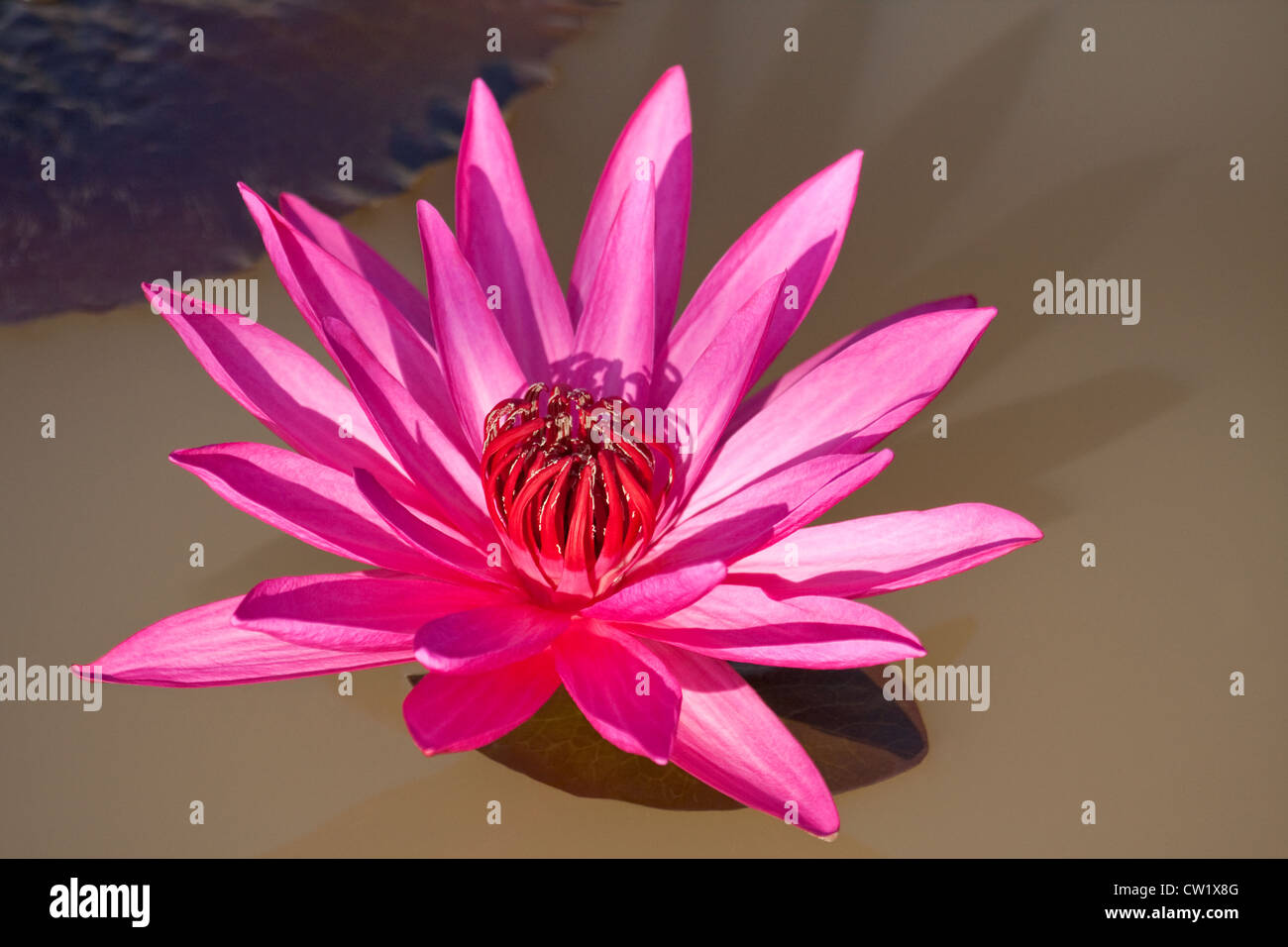 Fuchsia water lily hi-res stock photography and images - Alamy