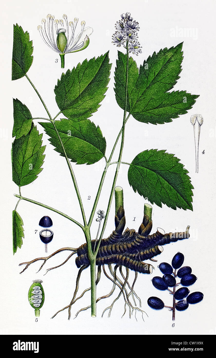 The year-old Baneberry Stock Photo - Alamy