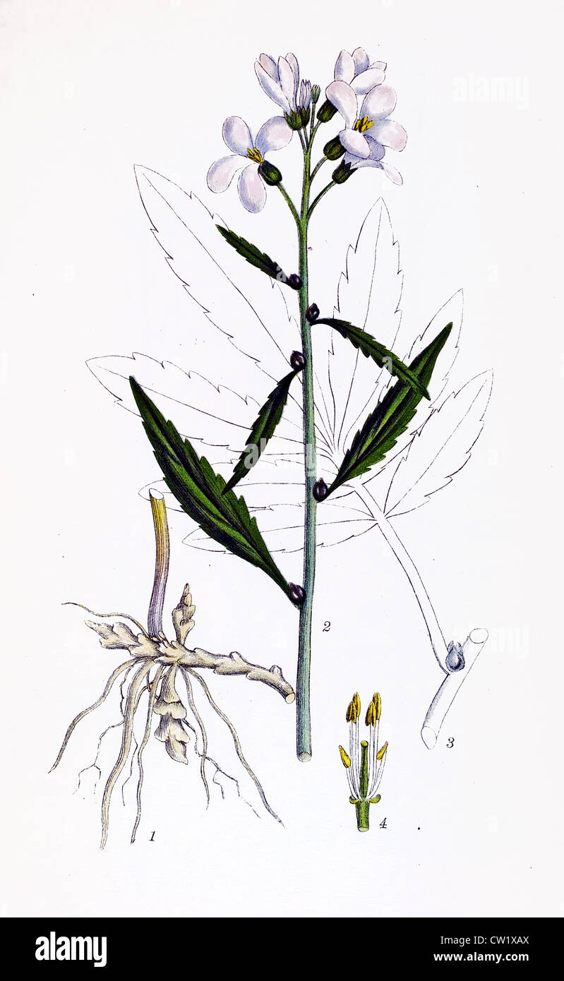 The onion tooth root cardamine bulbifera hi-res stock photography and ...