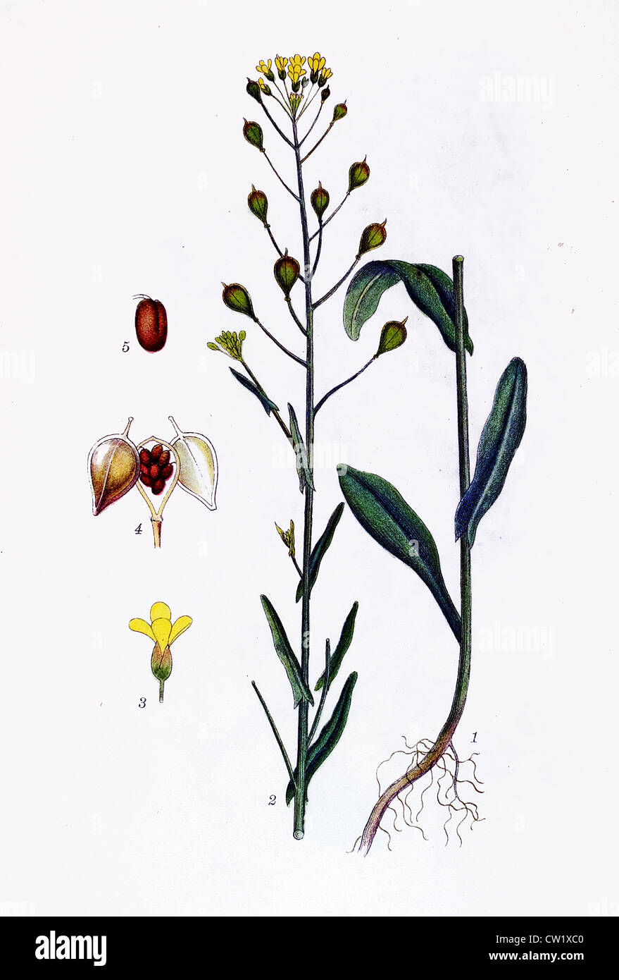 False Colour Illustration High Resolution Stock Photography and Images ...