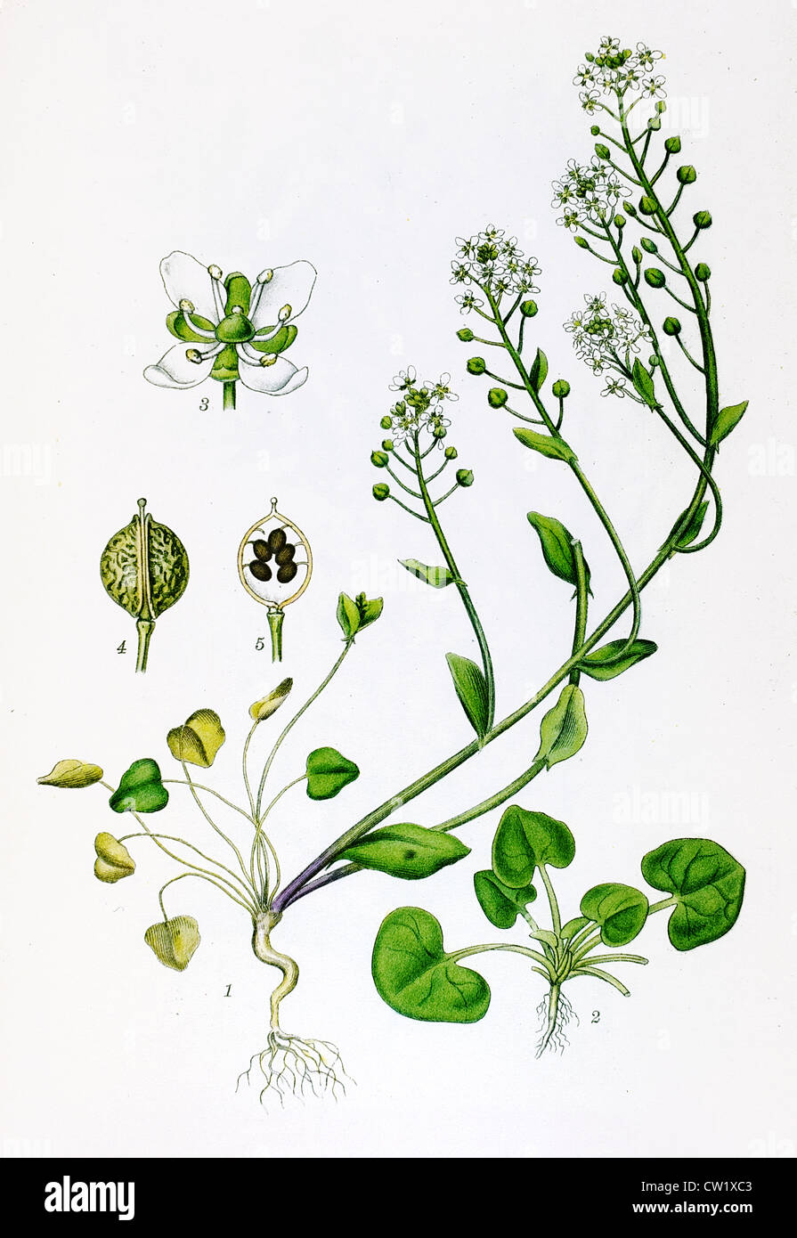 The real scurvy grass cochlearia officinalis cochlearia officinalis hi ...