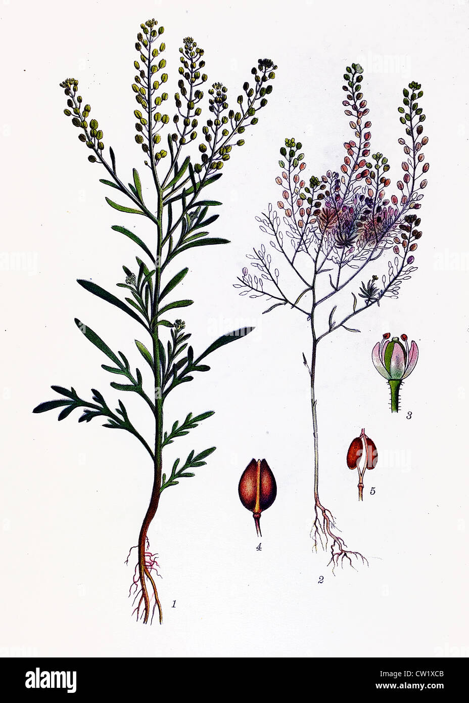 Cress illustration hi-res stock photography and images - Alamy