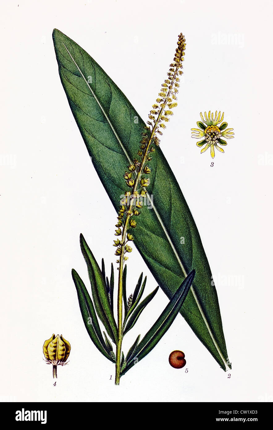 Wau hi-res stock photography and images - Alamy