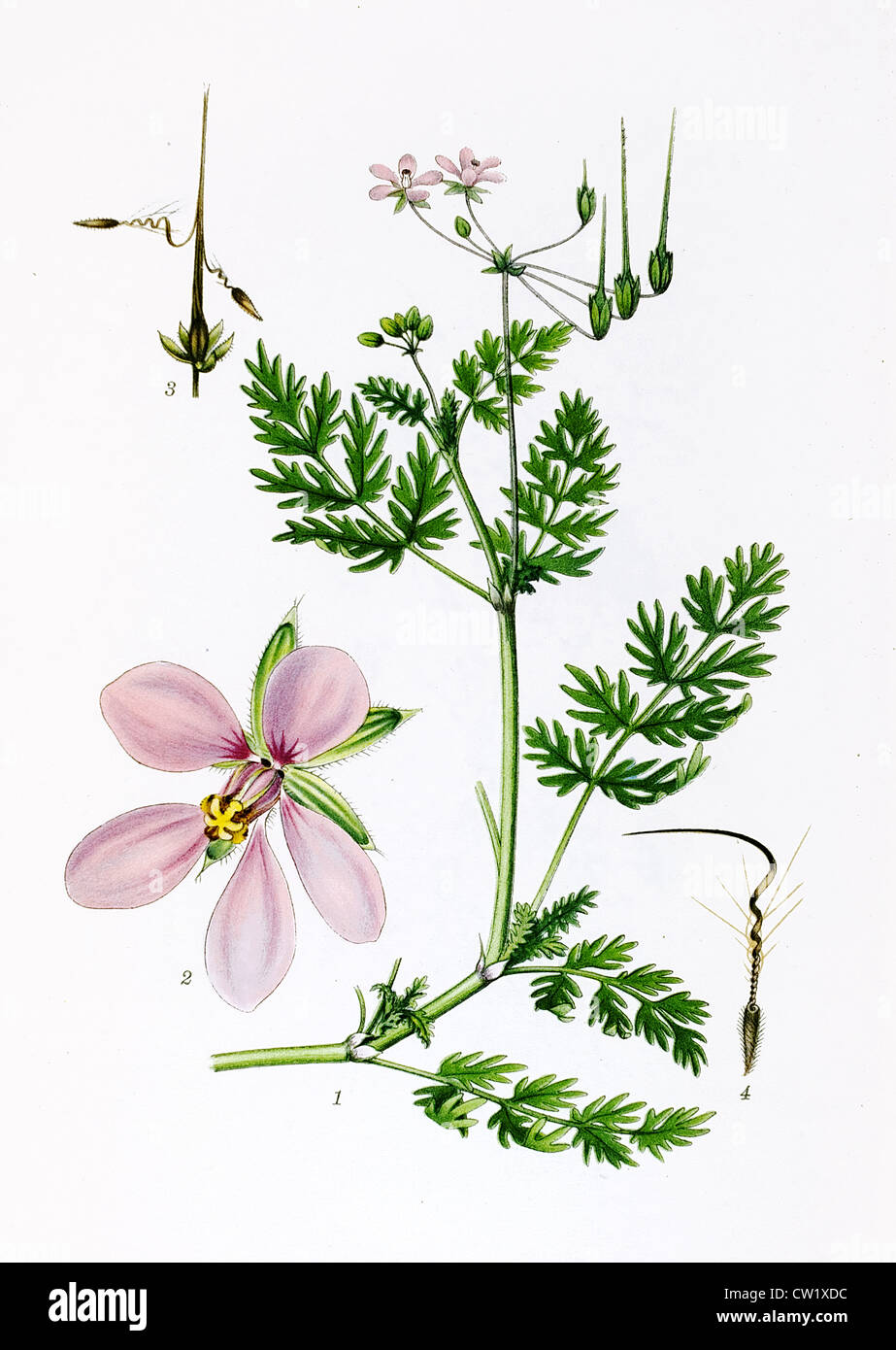 The Common Heron Schnabel Stock Photo - Alamy