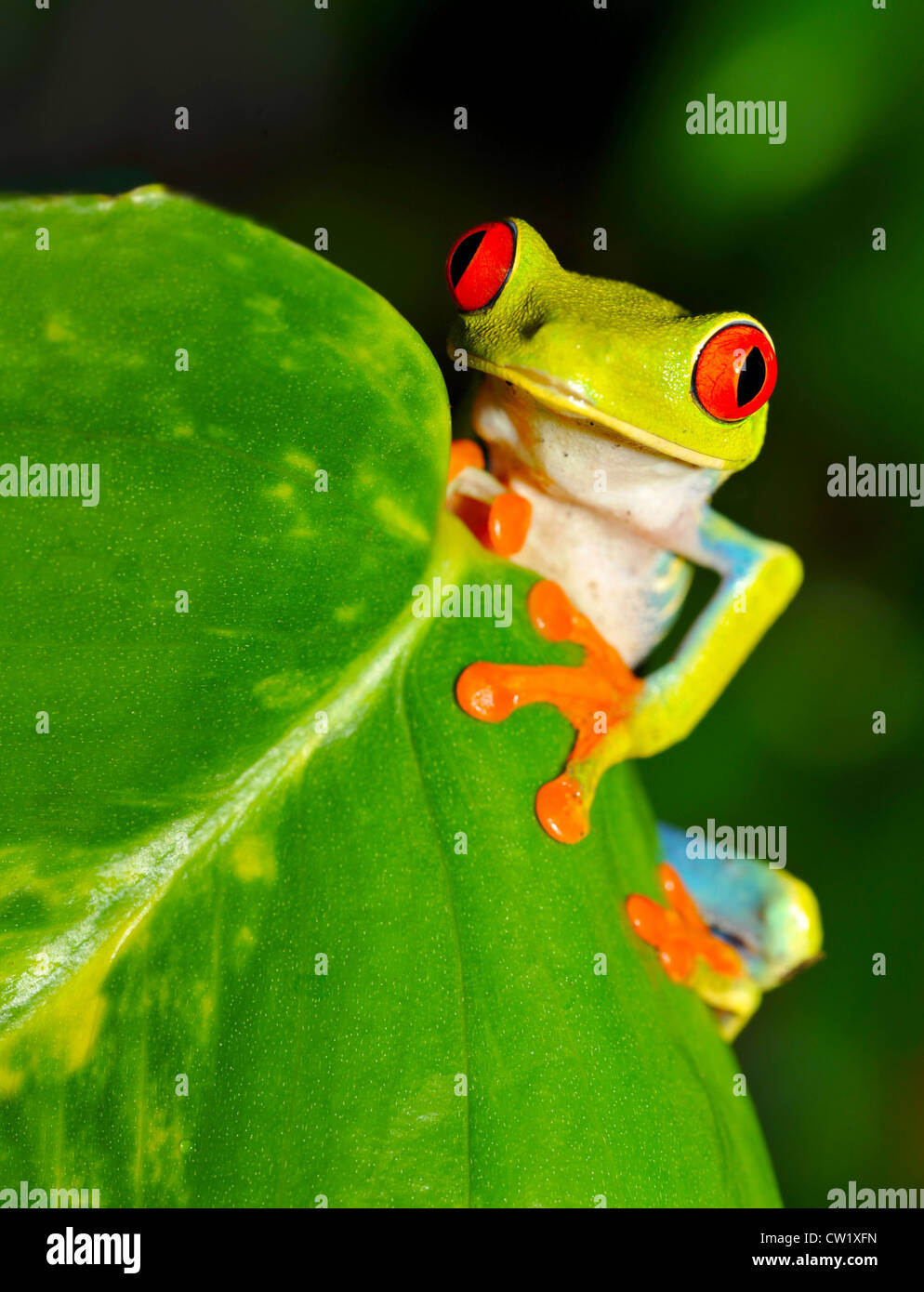 red eyed green tree or gaudy leaf frog on banana plant, lake arenal ...