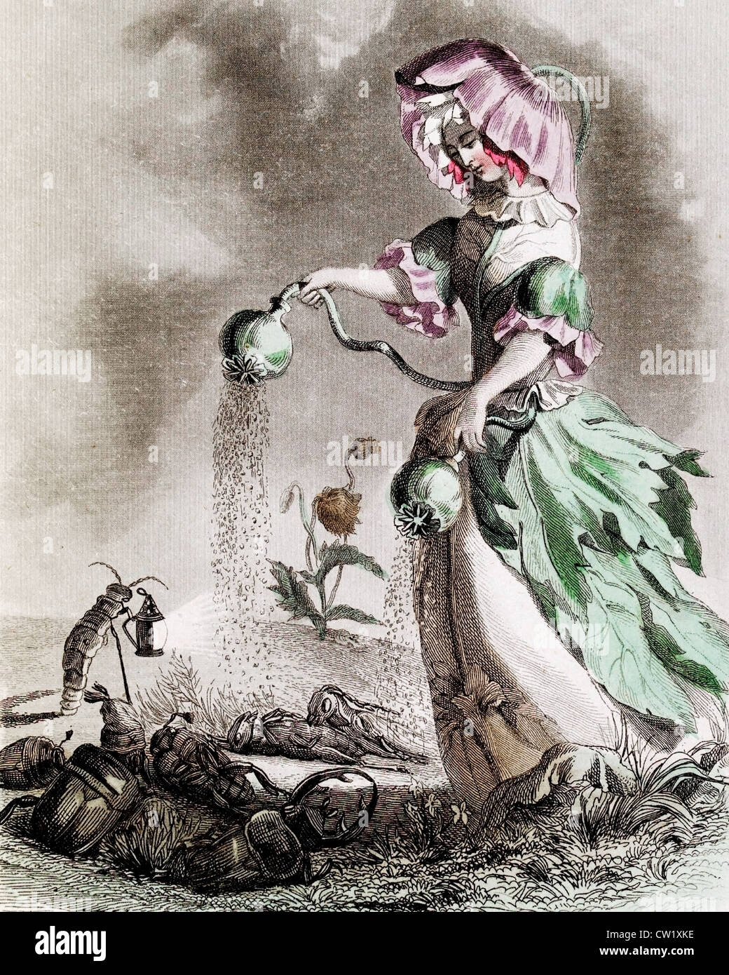 Morphology zoology hi-res stock photography and images - Alamy