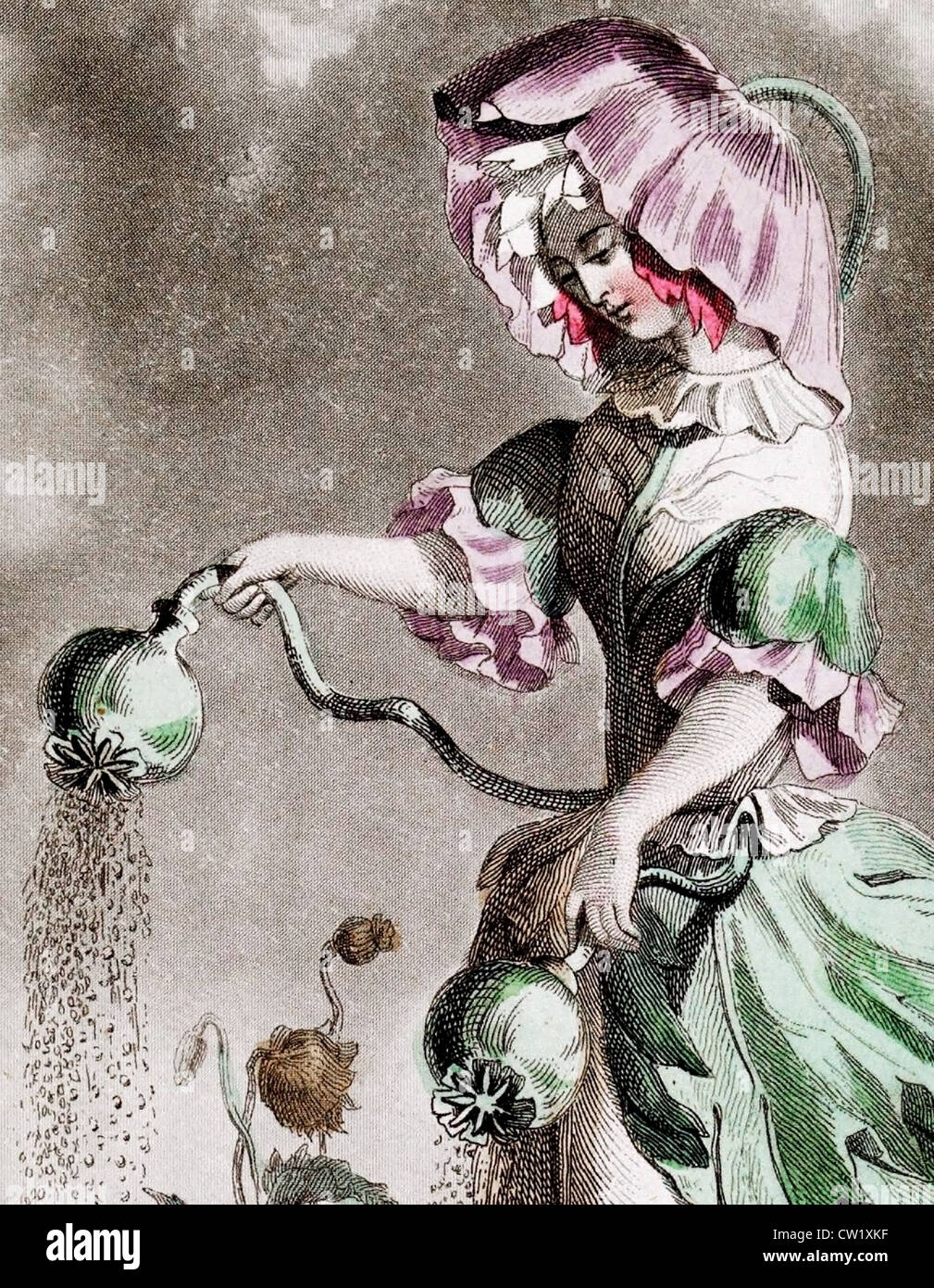 Morphology zoology hi-res stock photography and images - Alamy