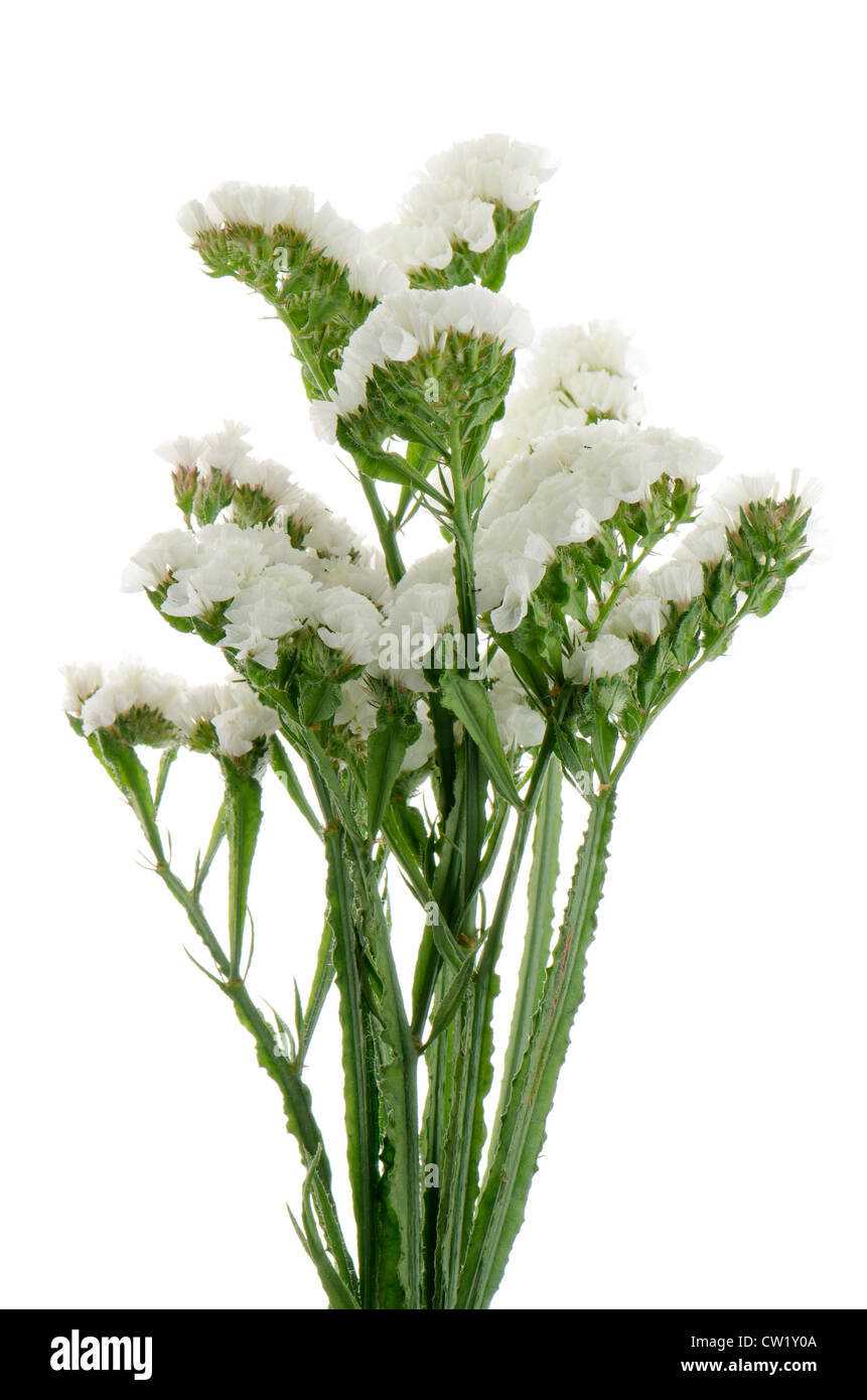 White statice flowers isolated on the white Stock Photo - Alamy