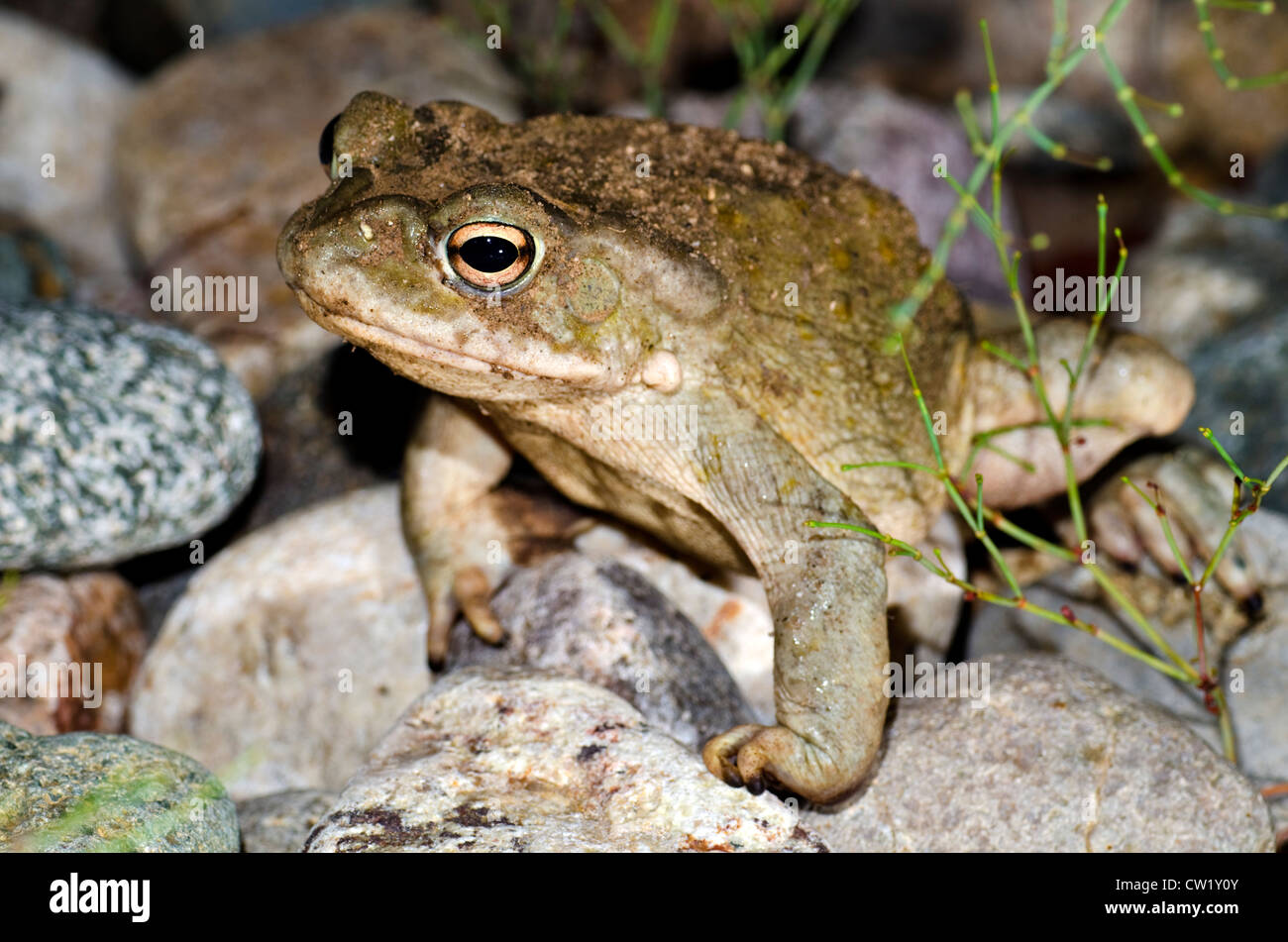 Sonoran Desert Toad, (Ollotis alvaria), near Wickenburg, Yavapai county ...