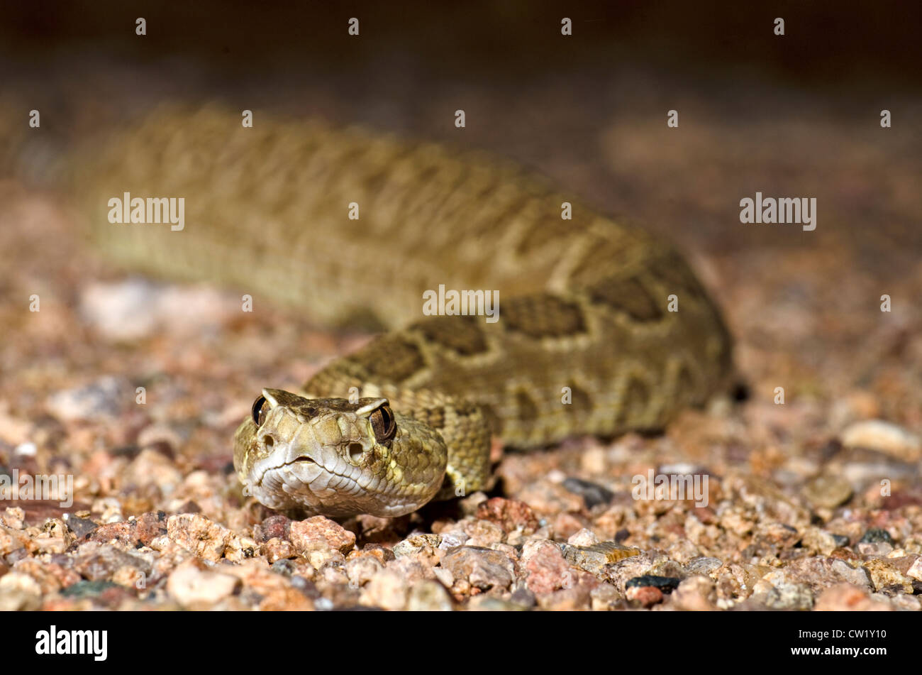 Mohave Rattlesnake, (Crotalus scutulatus scutulatus), near Wickenburg ...