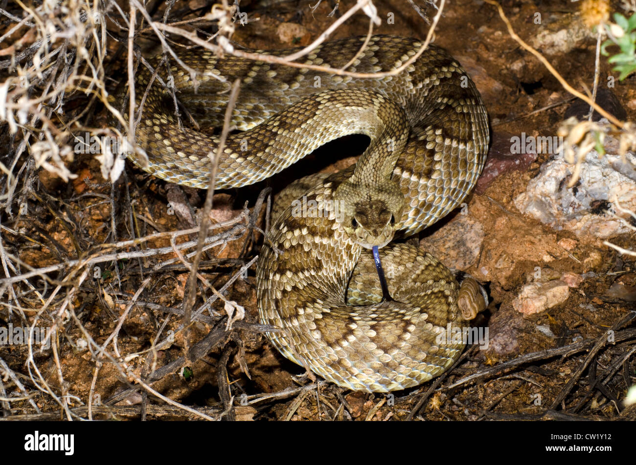 Mohave Rattlesnake, (Crotalus scutulatus scutulatus), near Wickenburg ...