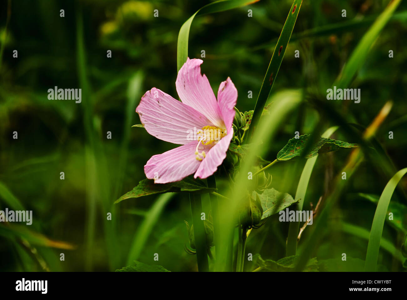 Swamp rose hi-res stock photography and images - Alamy