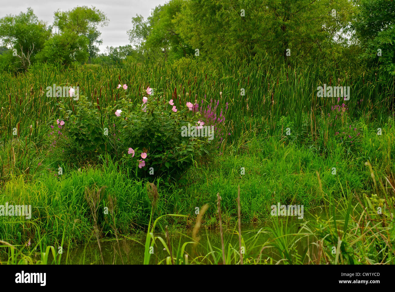 swamp rose-mallow in mid-August in Ohio - found in swampy area of local ...